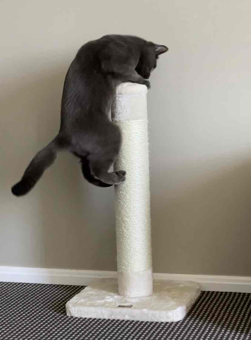 Kazoo Cat Scratching Post Tree Cream Medium With Ball Toy For Cats - $76.75