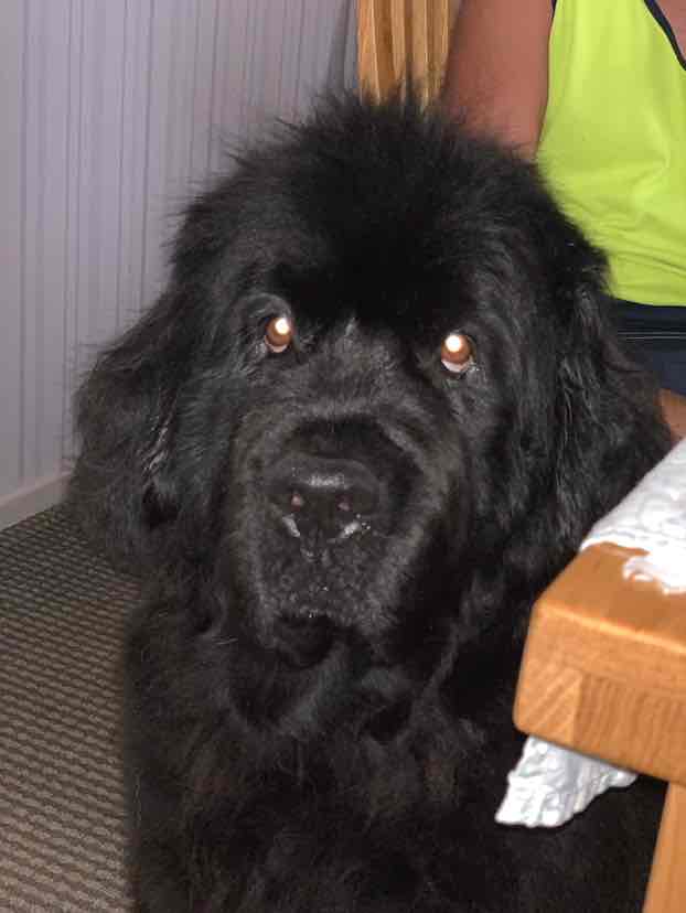 Lovebites B-Calm Stress Relief Vitamin Supplement For Dogs 60 Chews ...