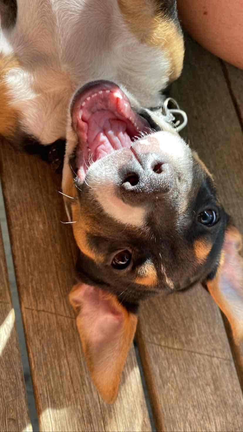 Hoof For Dogs Australia at Linda Platt blog