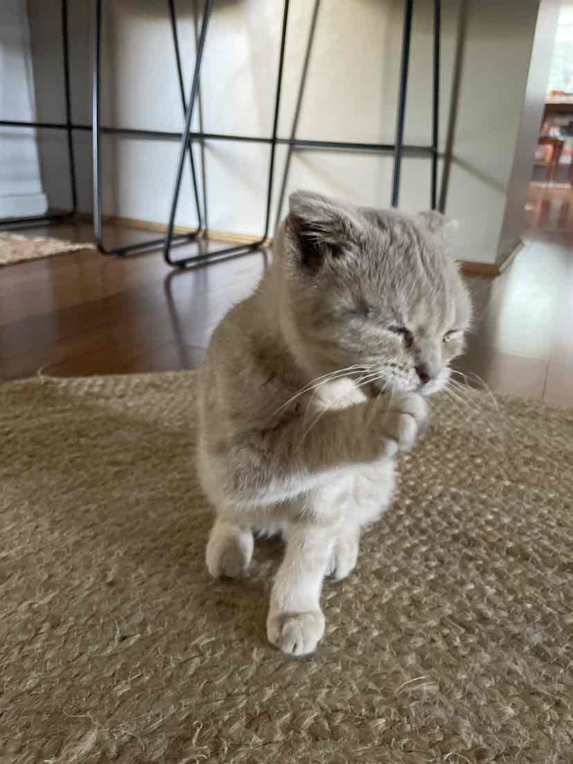 Hills Prescription Diet Feline cd Urinary Care Multicare Chicken Dry ...