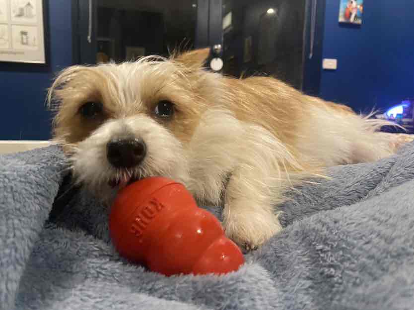 KONG Classic Large Red Rubber Toy For Dogs - $22.84
