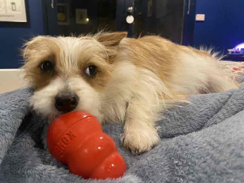 KONG Classic Large Red Rubber Toy For Dogs - $22.84