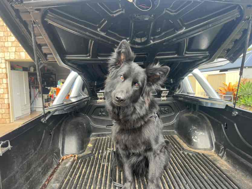 Troy Calcium Syrup For Dogs And Cats 1L - $119.95