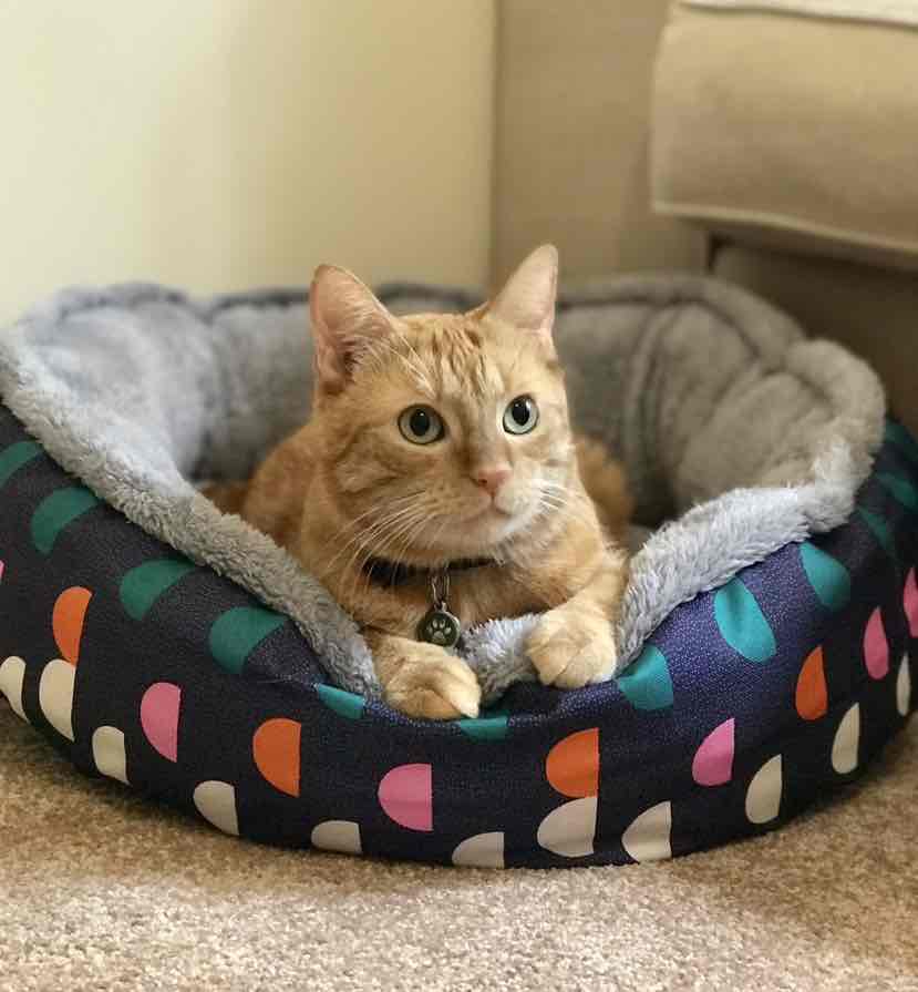 Kitter Wood Pellet Cat Litter 30kg - $44.00