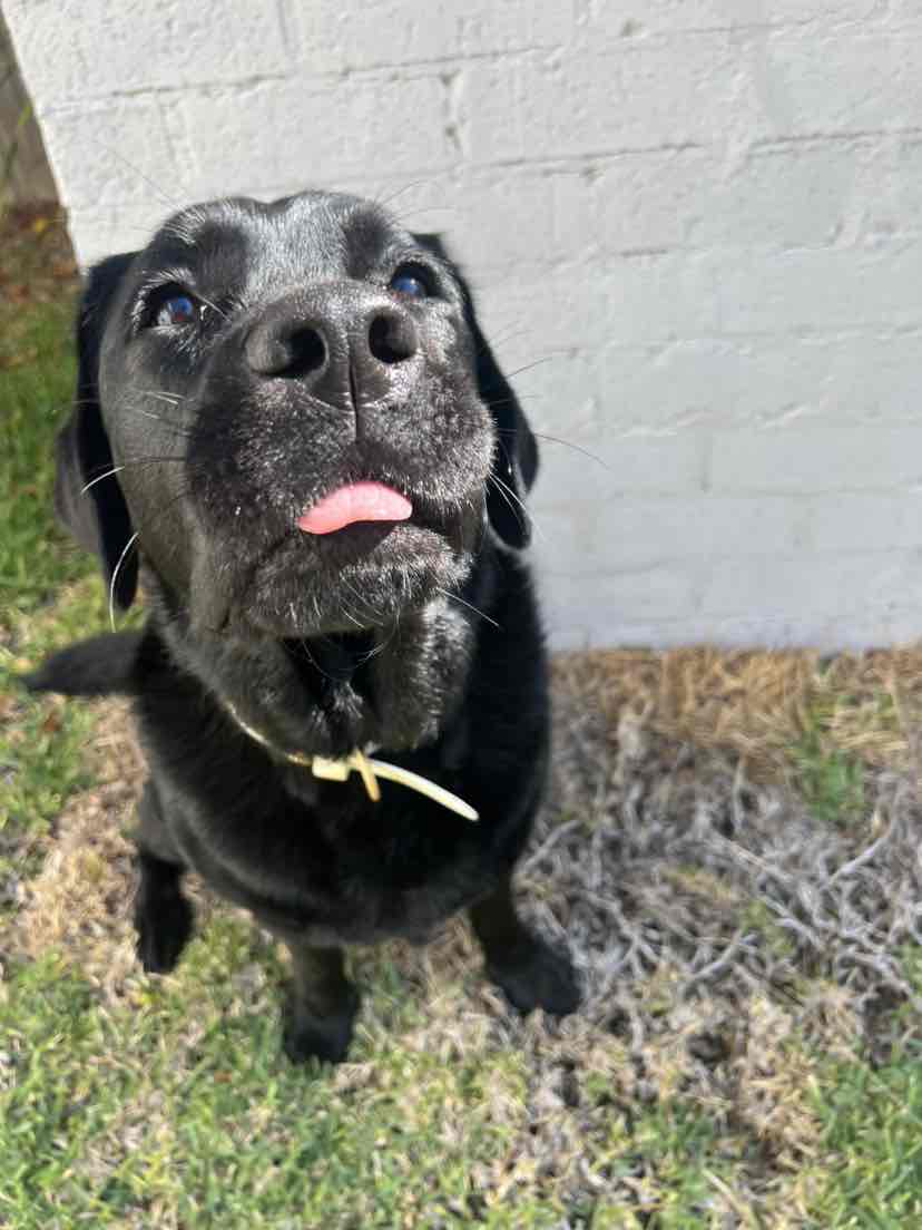 WAG Kangaroo Rib Rack Natural Dried Single Treat For Dogs - $9.99