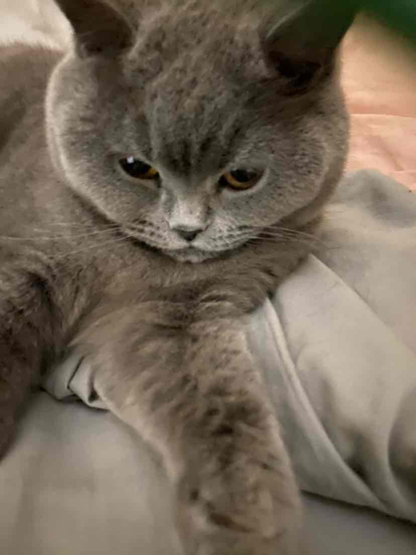 Kitter Wood Pellet Cat Litter 15kg - $23.50