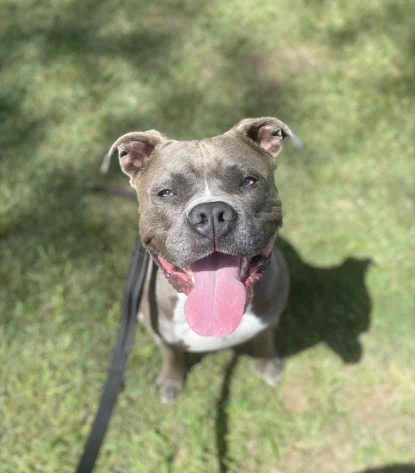 OraVet Dental Chews Large Dogs Over 23kg 28 Days Treatment - $90.99