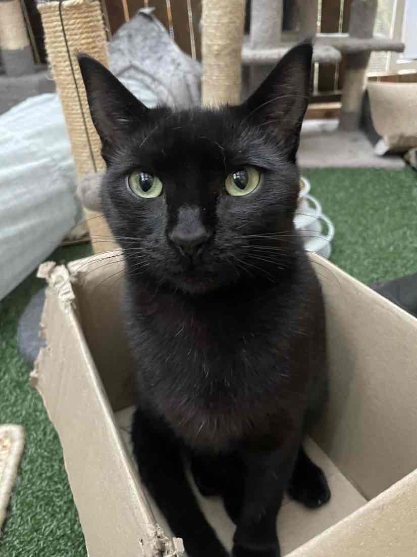 Kazoo Kitty Play Wand Fluffy Rainbow Tail Rattle Toy For Cats - $13.95