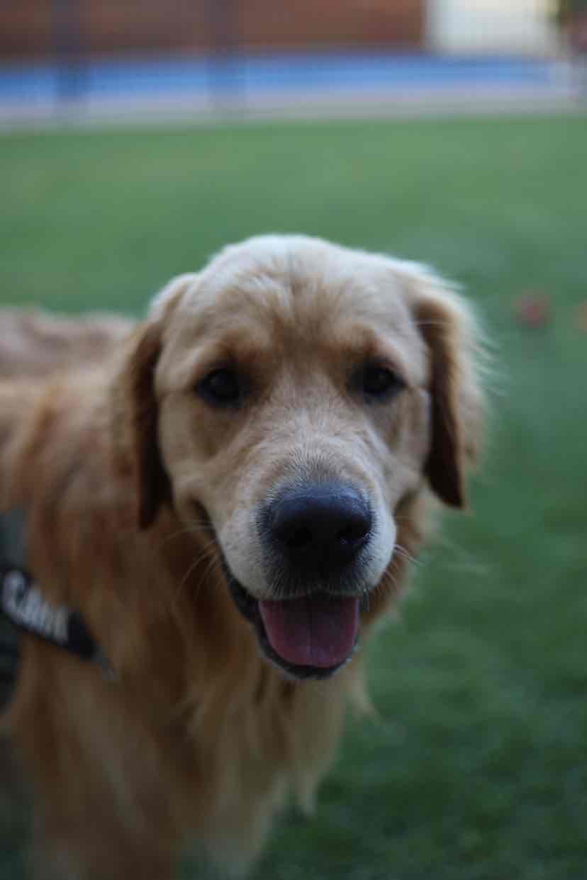 Royal Canin Veterinary Diet Canine Anallergenic Dry Dog Food 16kg - $316.05