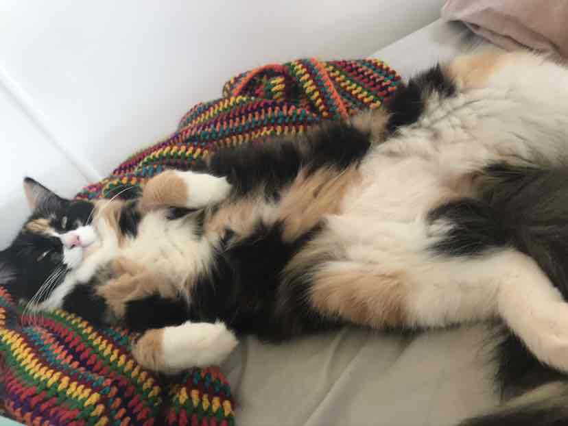 Kitter Wood Pellet Cat Litter 15kg - $23.50