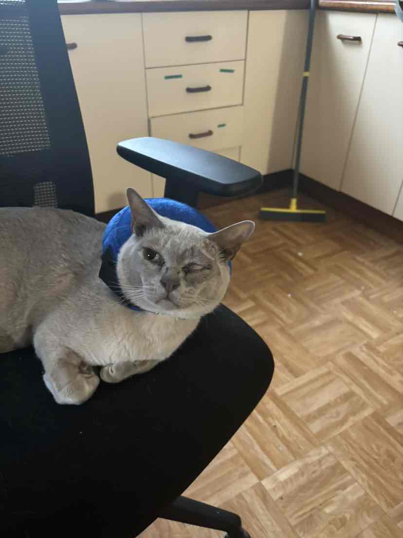 KONG Cloud Soft Inflatable Recovery Protective Collar Large For Dogs 38 ...