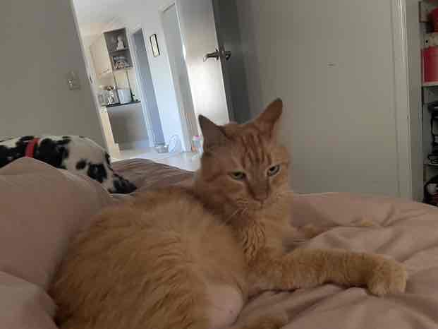 Kitter Wood Pellet Cat Litter 15kg - $23.50