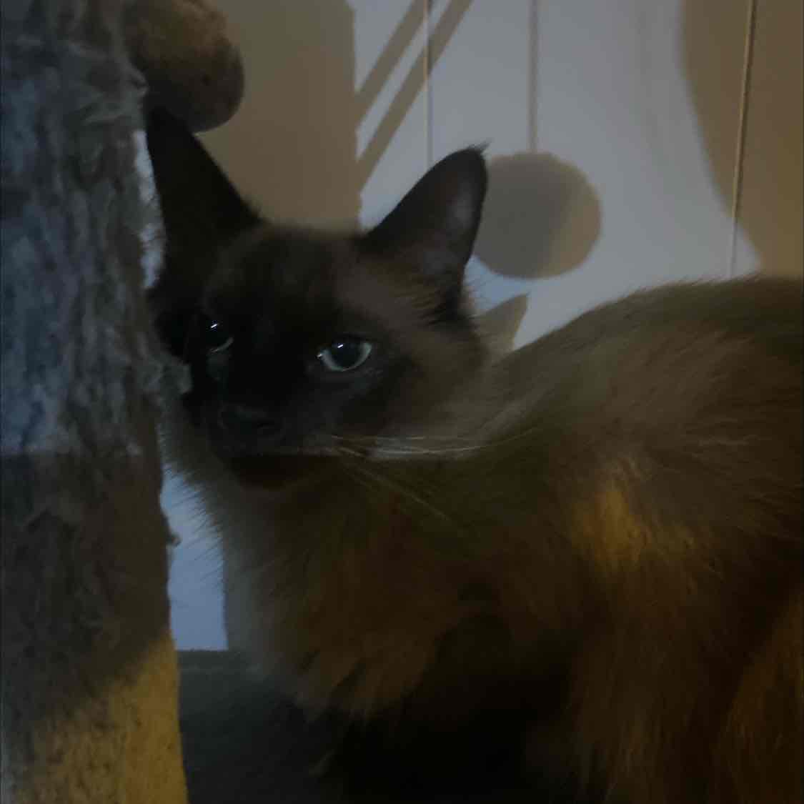 Kitter Wood Pellet Cat Litter 15kg - $23.50