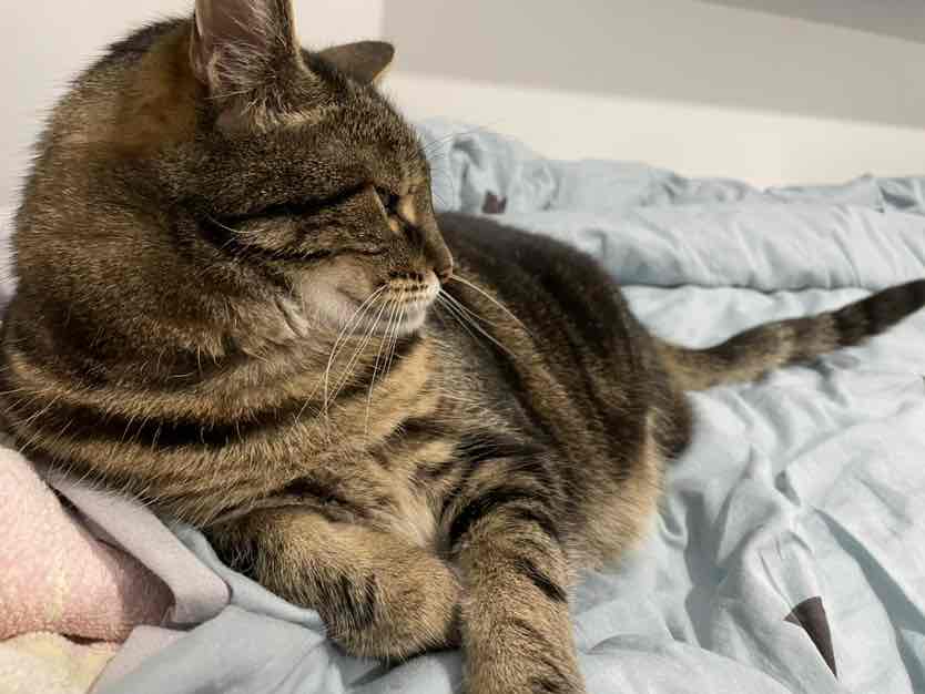 Advocate For Cats Large Over 4kg 6 pack - $79.99