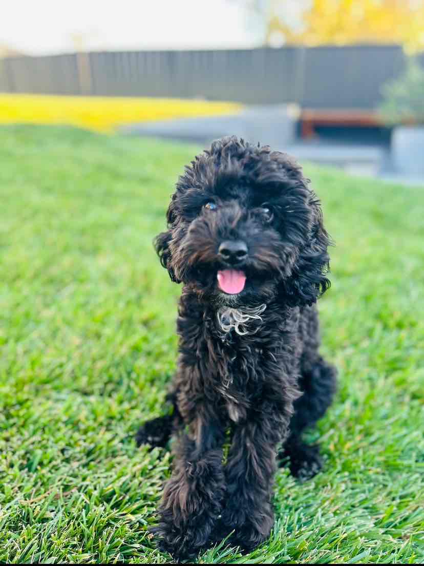 Prime100 SPD Single Protein Diet Air Dried Chicken And Brown Rice All ...