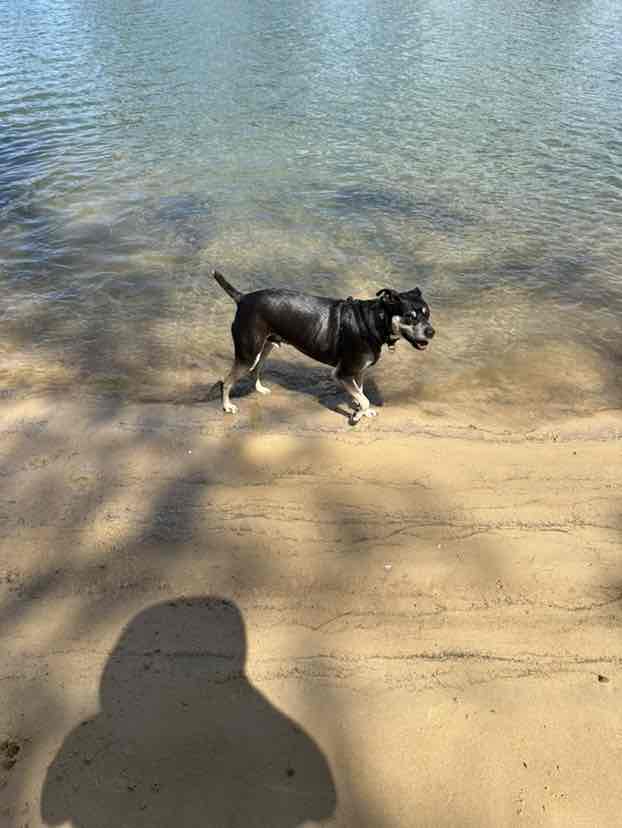 Kazoo Jackaroo Winter Dog Coat With Harness Hatch Large 59.5cm - $88.95