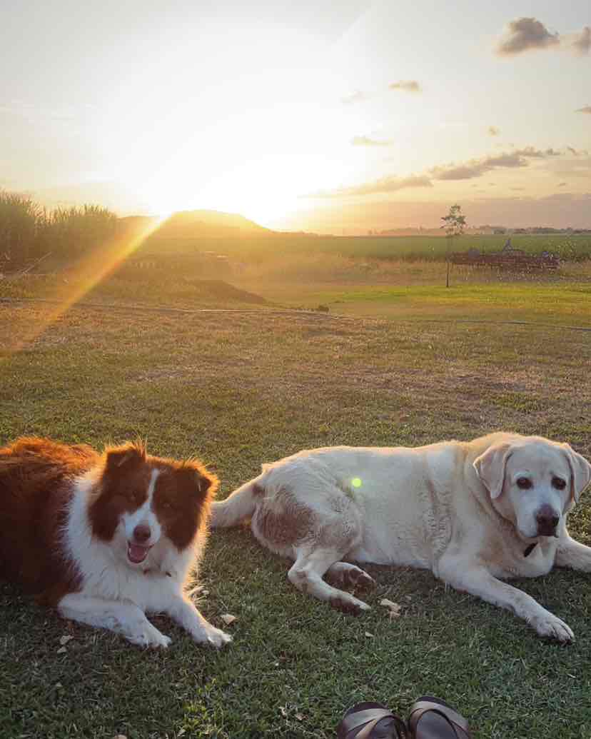 Hills Prescription Diet Canine jd Joint Mobility Chicken Dry Dog Food ...
