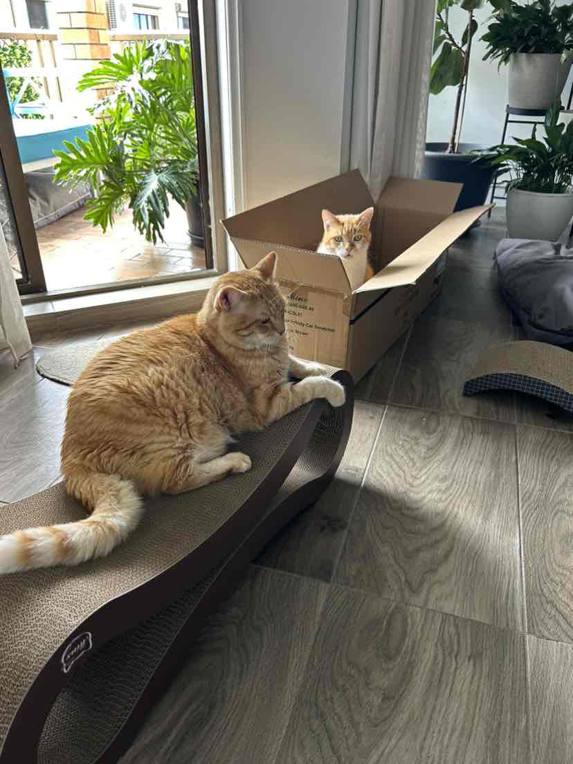 Minx Infinity Cat Scratcher Lounging Calming Bed Medium For Cats 55cm ...