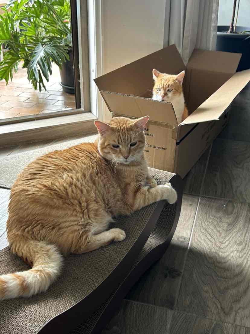 Minx Infinity Cat Scratcher Lounging Calming Bed Medium For Cats 55cm ...