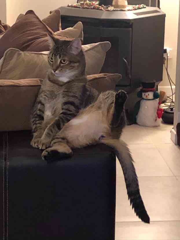 Kitter Wood Pellet Cat Litter 30kg - $44.00