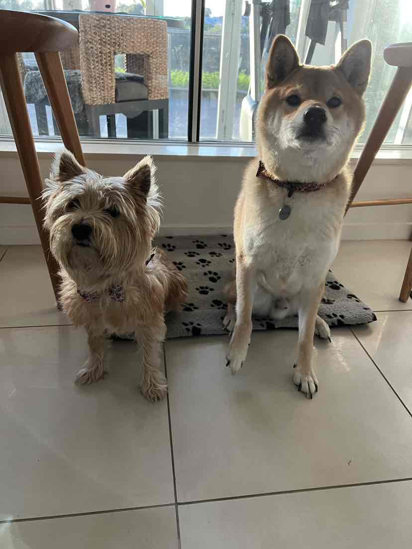 Meals For Mutts MfM Turkey And Lamb Lite Adult Dry Dog Food 20kg - $154.99