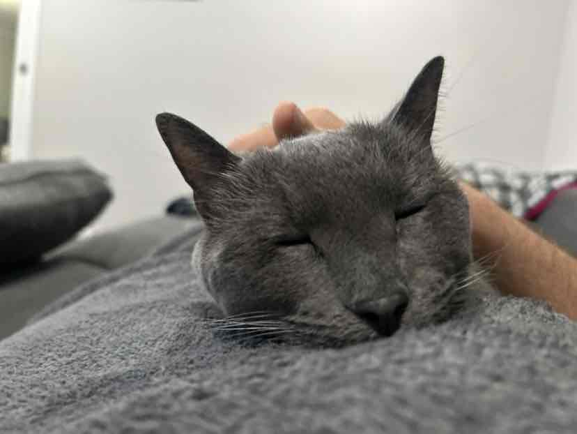 Trouble And Trix Lavender Clumping Scoopable Clay Litter For Cats 21kg ...