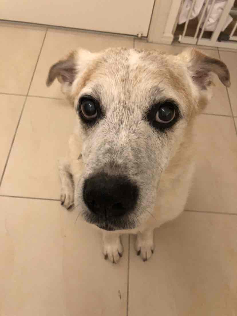 Dermcare Otoflush Gentle Ear Cleanser For Dogs 250ml - $47.95