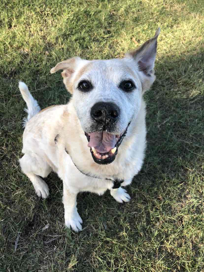 Meals For Mutts MfM Kangaroo Disc Treats For Dogs 200gm - $20.95