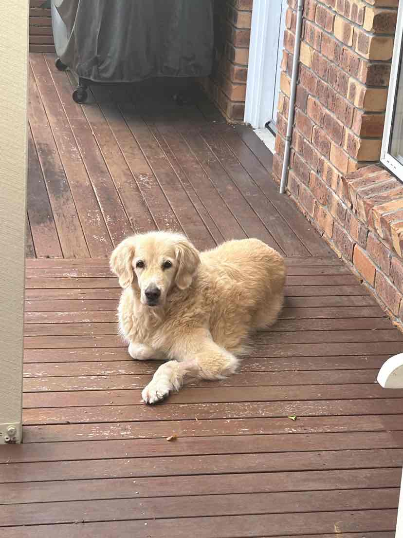 Hills Prescription Diet Canine kd Kidney Care Chicken Dry Dog Food 7 ...