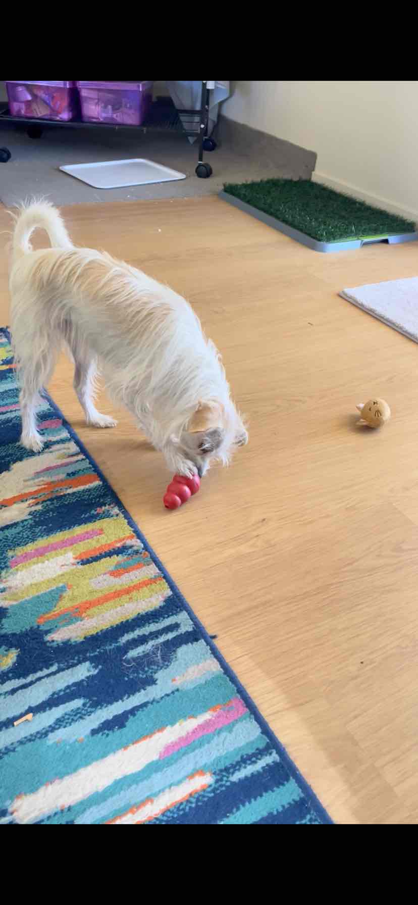 KONG Classic Medium Red Rubber Toy For Dogs - $16.99