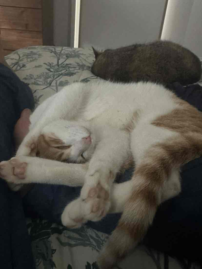 Kitter Wood Pellet Cat Litter 15kg - $23.50