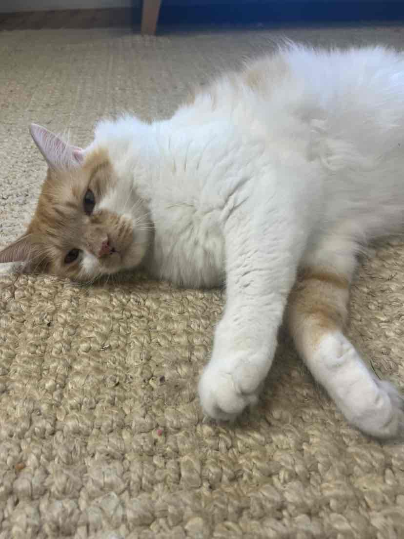 Hills Prescription Diet Feline cd Urinary Care Multicare Urinary Stress ...