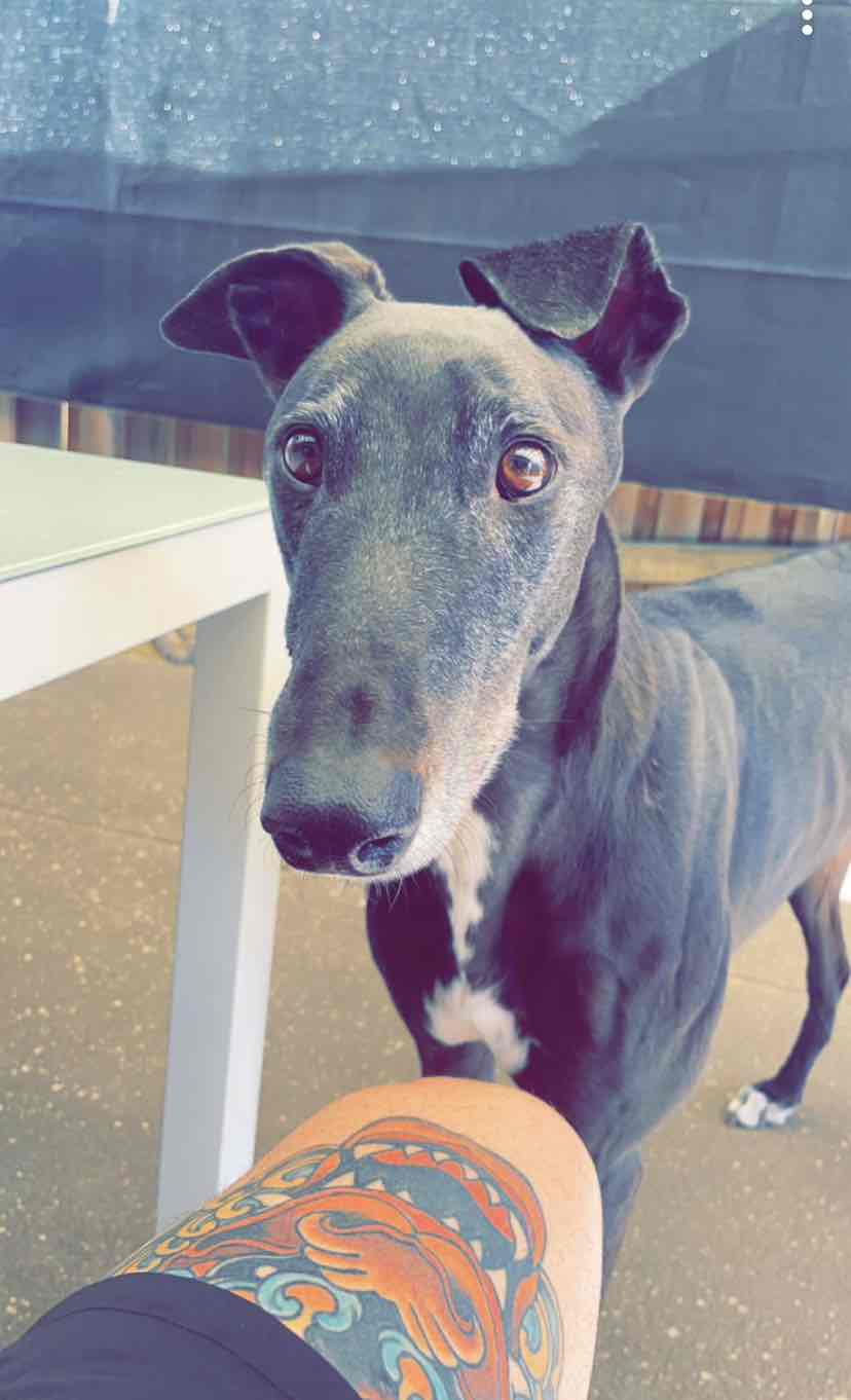 OraVet Dental Chews Large Dogs Over 23kg 28 Days Treatment - $90.99