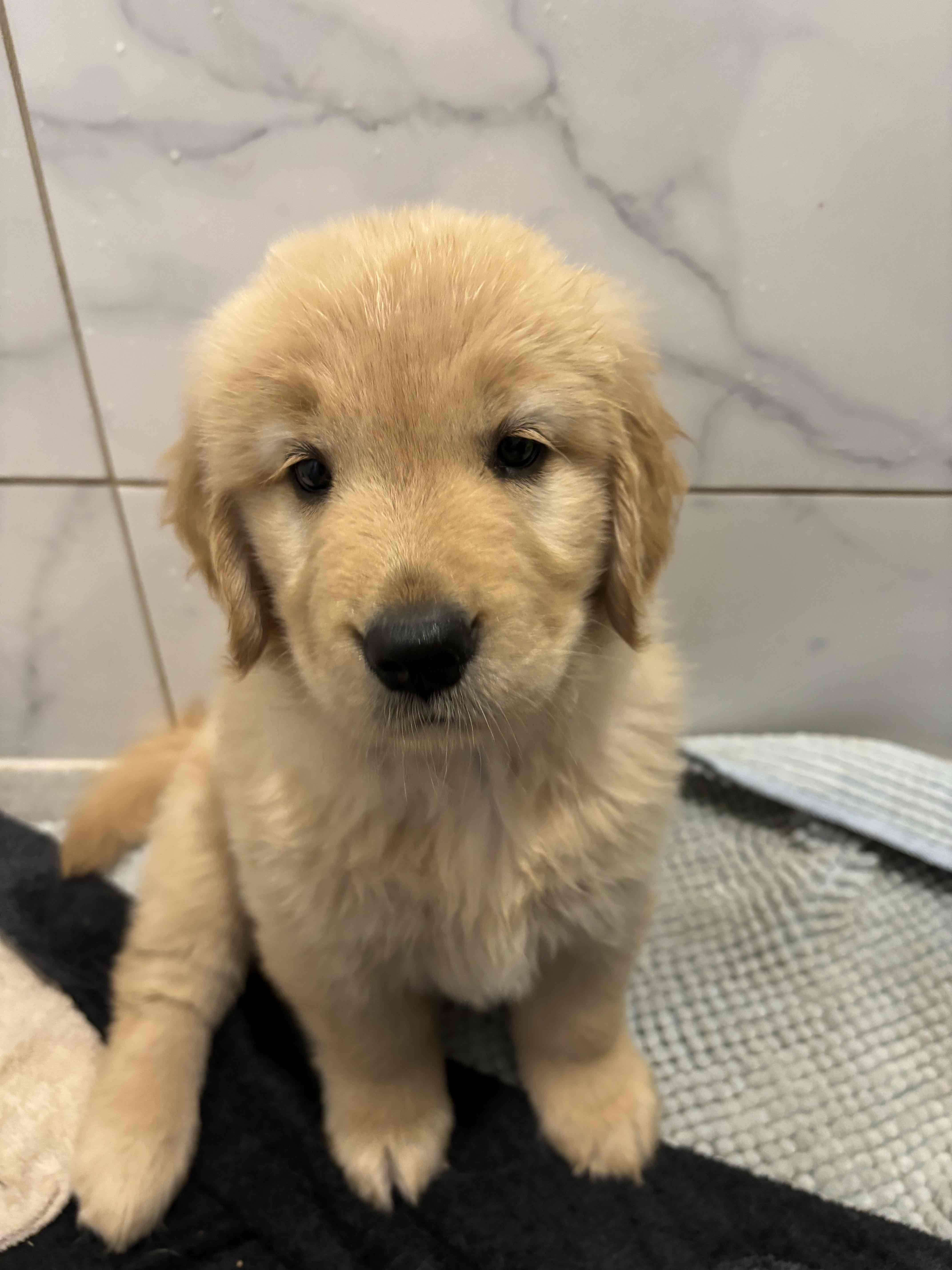 Troy Calcium Syrup For Dogs And Cats 1L - $119.95