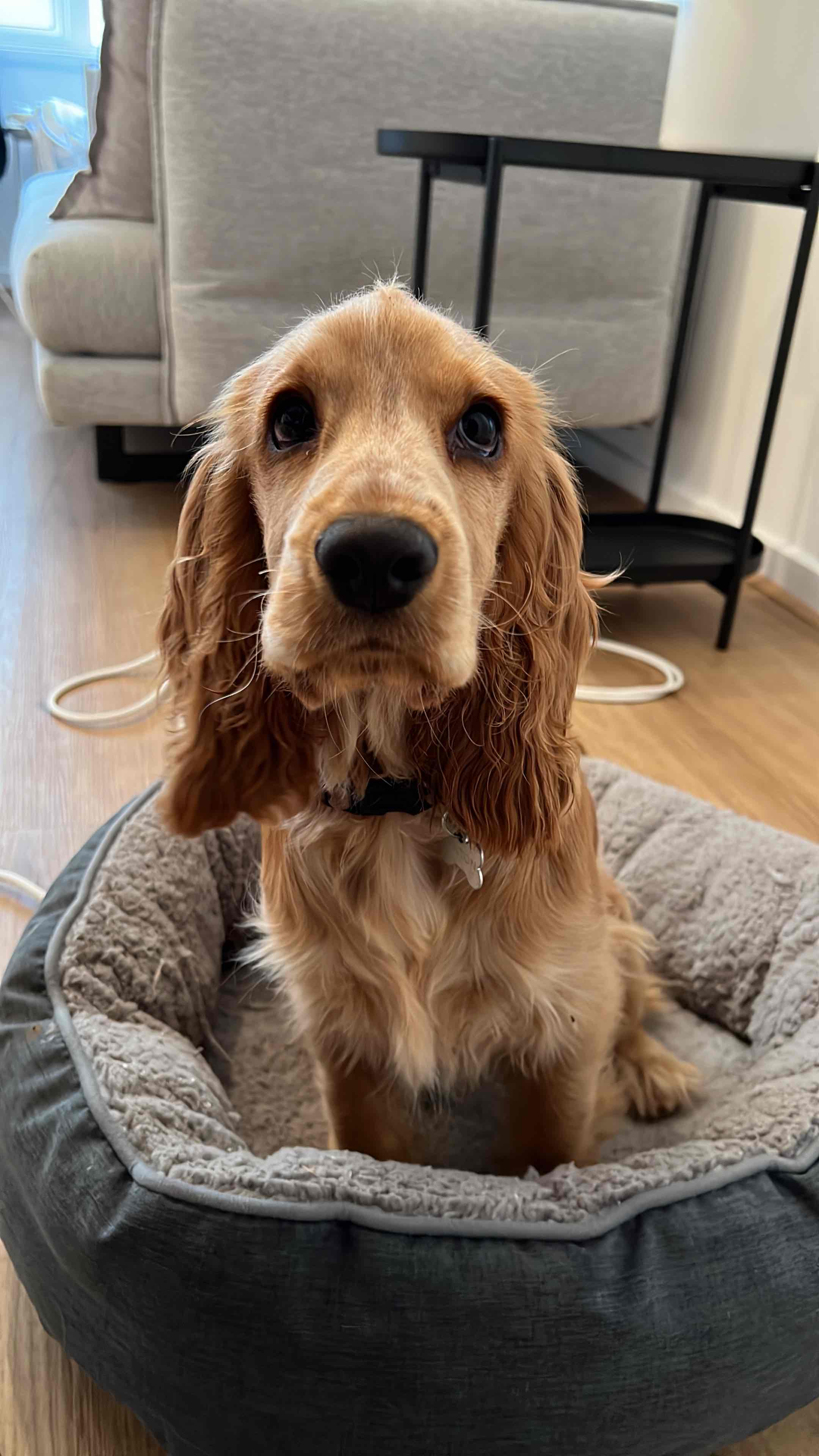 Royal Canin Cocker Spaniel Adult Dry Dog Food 3kg - $46.91