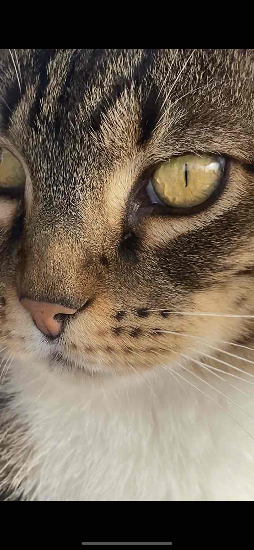 Kitter Wood Pellet Cat Litter 30kg - $44.00