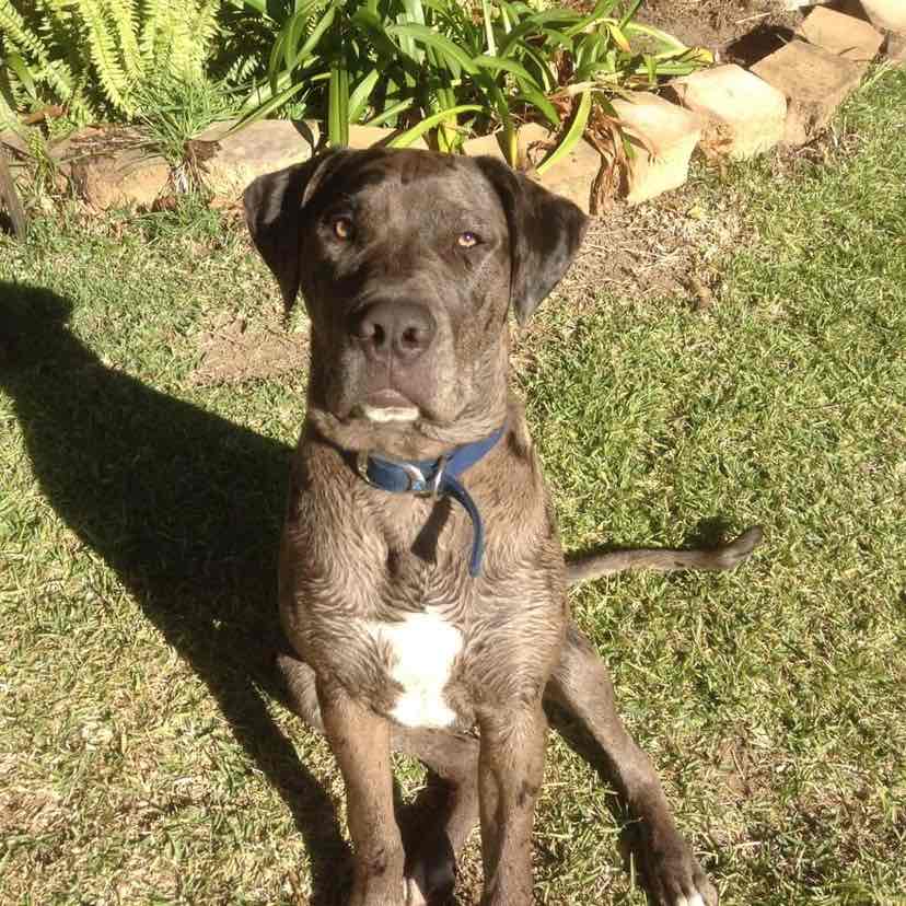 Rose Hip Vital Canine Powder For Dogs 500g - $69.95