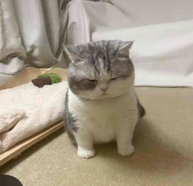 Kitter Wood Pellet Cat Litter 30kg - $44.00