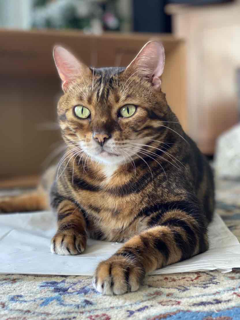 Hills Prescription Diet Feline cd Urinary Care Multicare Stress Chicken ...