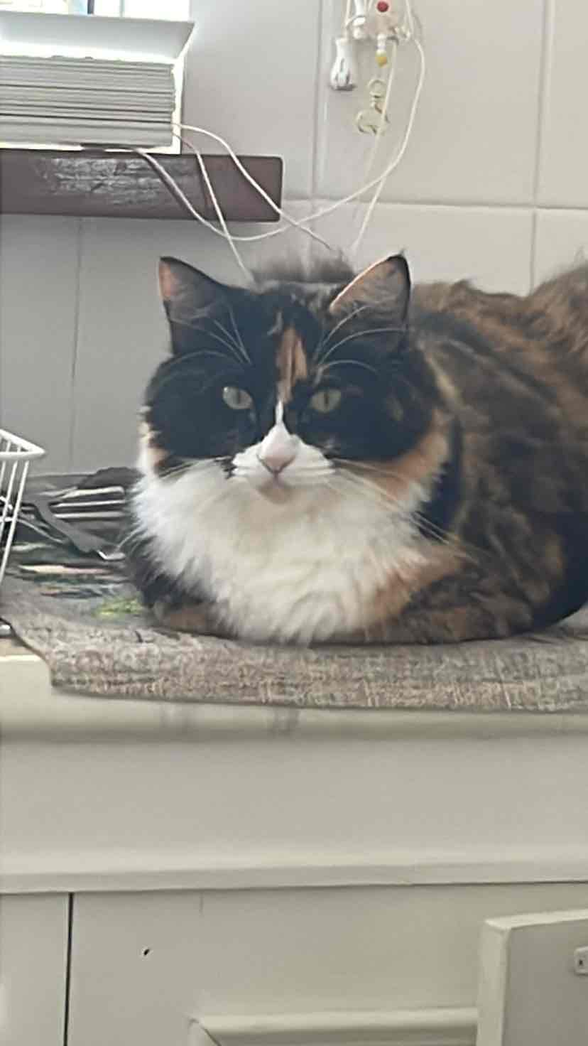 Kitter Wood Pellet Cat Litter 30kg - $44.00