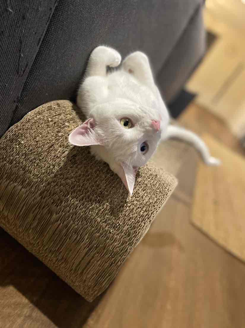 Kitter Wood Pellet Cat Litter 30kg - $44.00