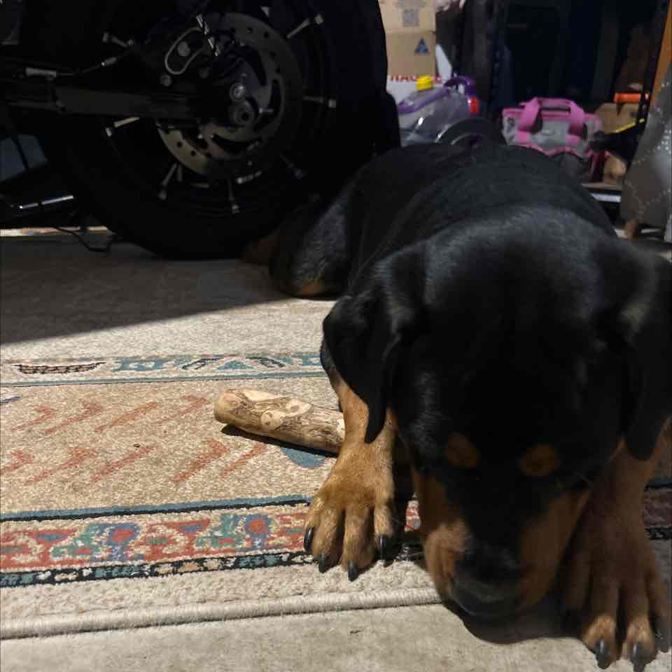 Furkidz Mighty Chomp Strong Natural Coffee Java Wood Stick Small Toy ...